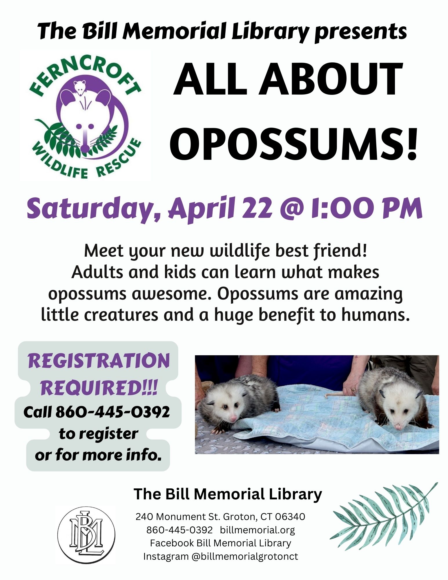 2023 Opossums visit! - BILL MEMORIAL LIBRARY