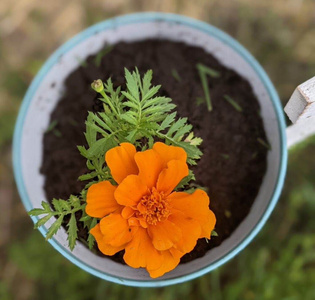 2023 Marigolds for Mom (or any special person) - BILL MEMORIAL LIBRARY