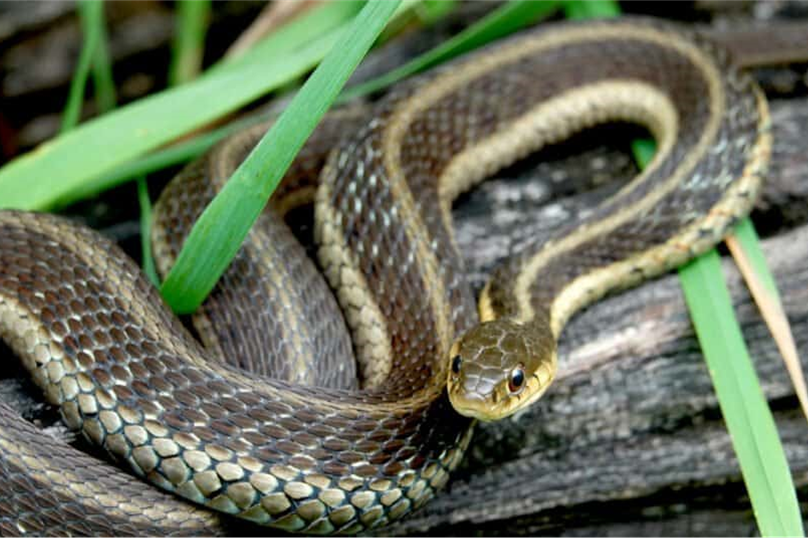 2023 Snakes Are Slithering to the Library! - BILL MEMORIAL LIBRARY